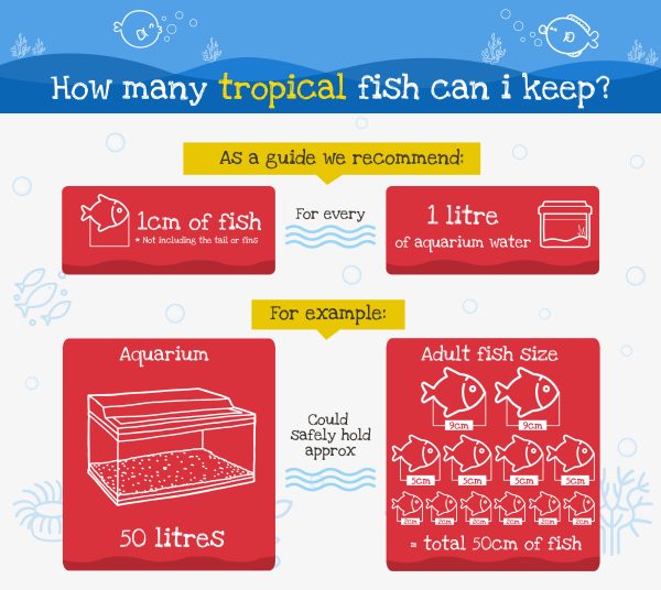How Many Fish? - Fish & Aquarium Care | Interpet
