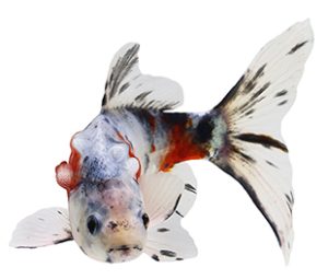 Interpet - Carp pox or Lymphocystus virus